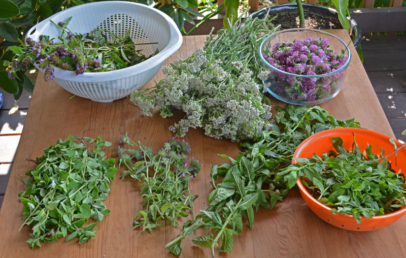 Wilderness Survival & Foraging Weekend – Emerald Mountain Sanctuary